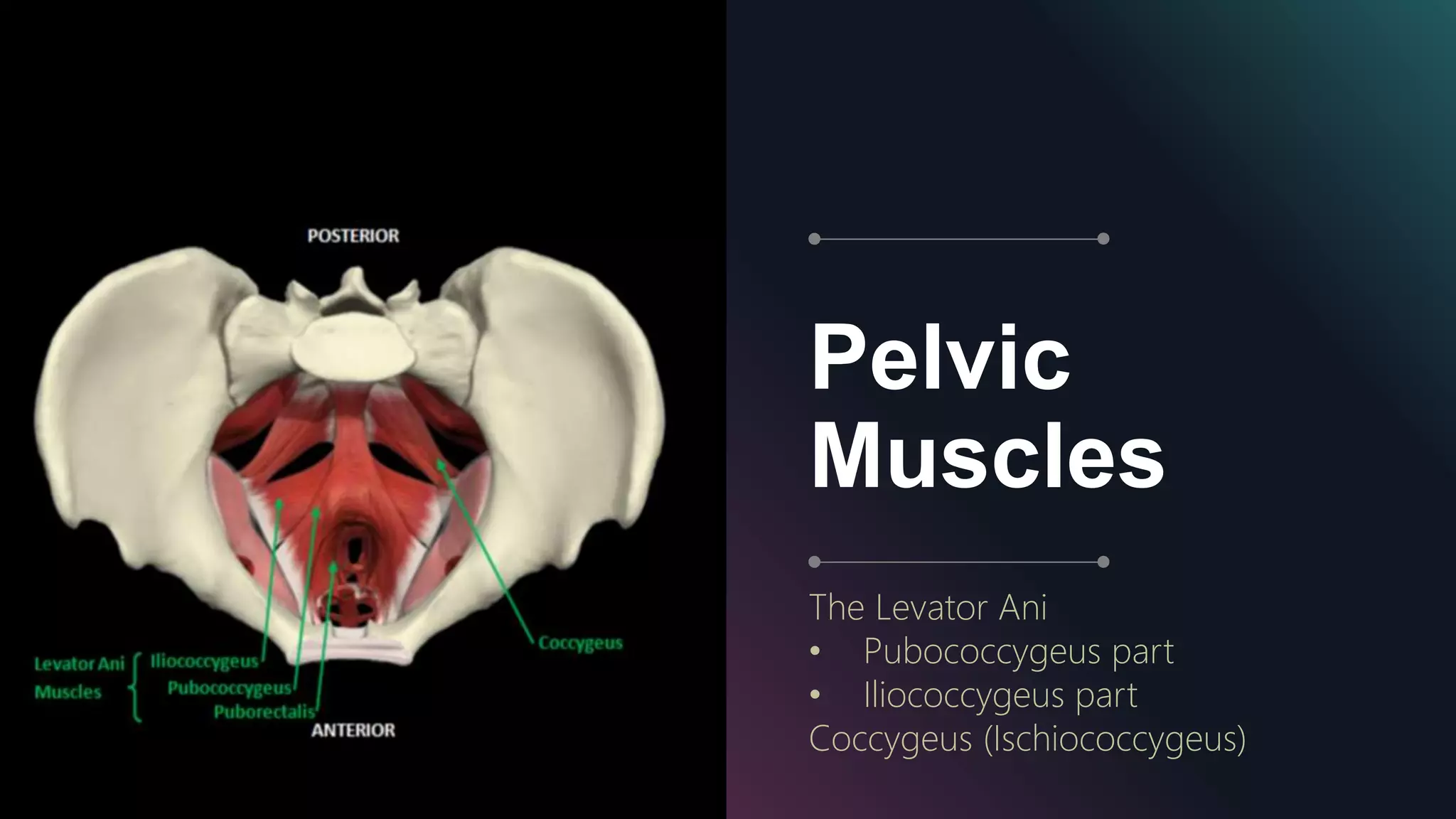 Pelvic floor muscles | PPTX
