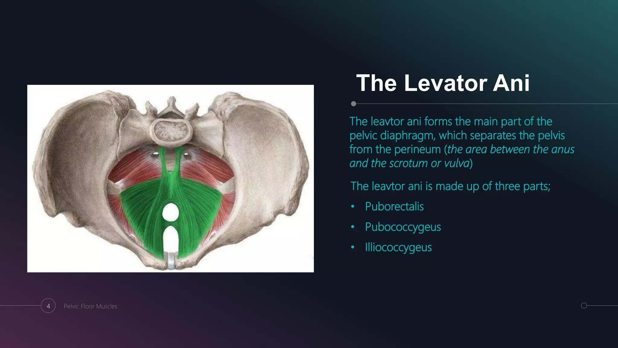 Pelvic floor muscles | PPTX