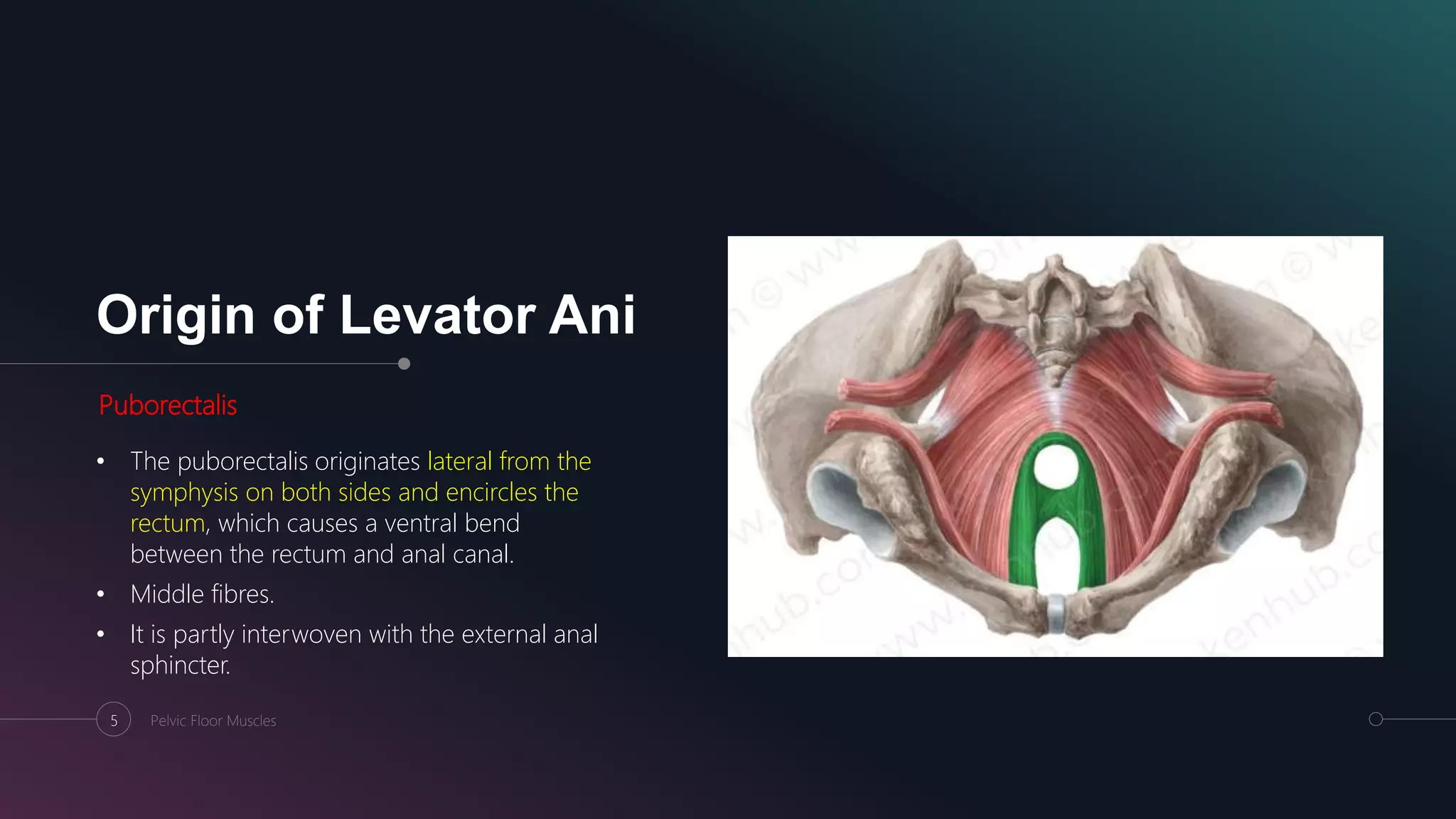 Pelvic floor muscles | PPTX
