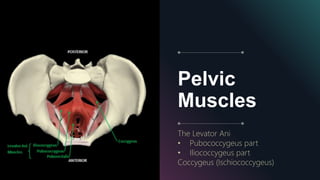 Pelvic floor muscles | PPTX