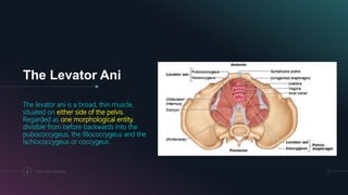 Pelvic floor muscles | PPTX