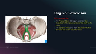 Pelvic floor muscles | PPTX