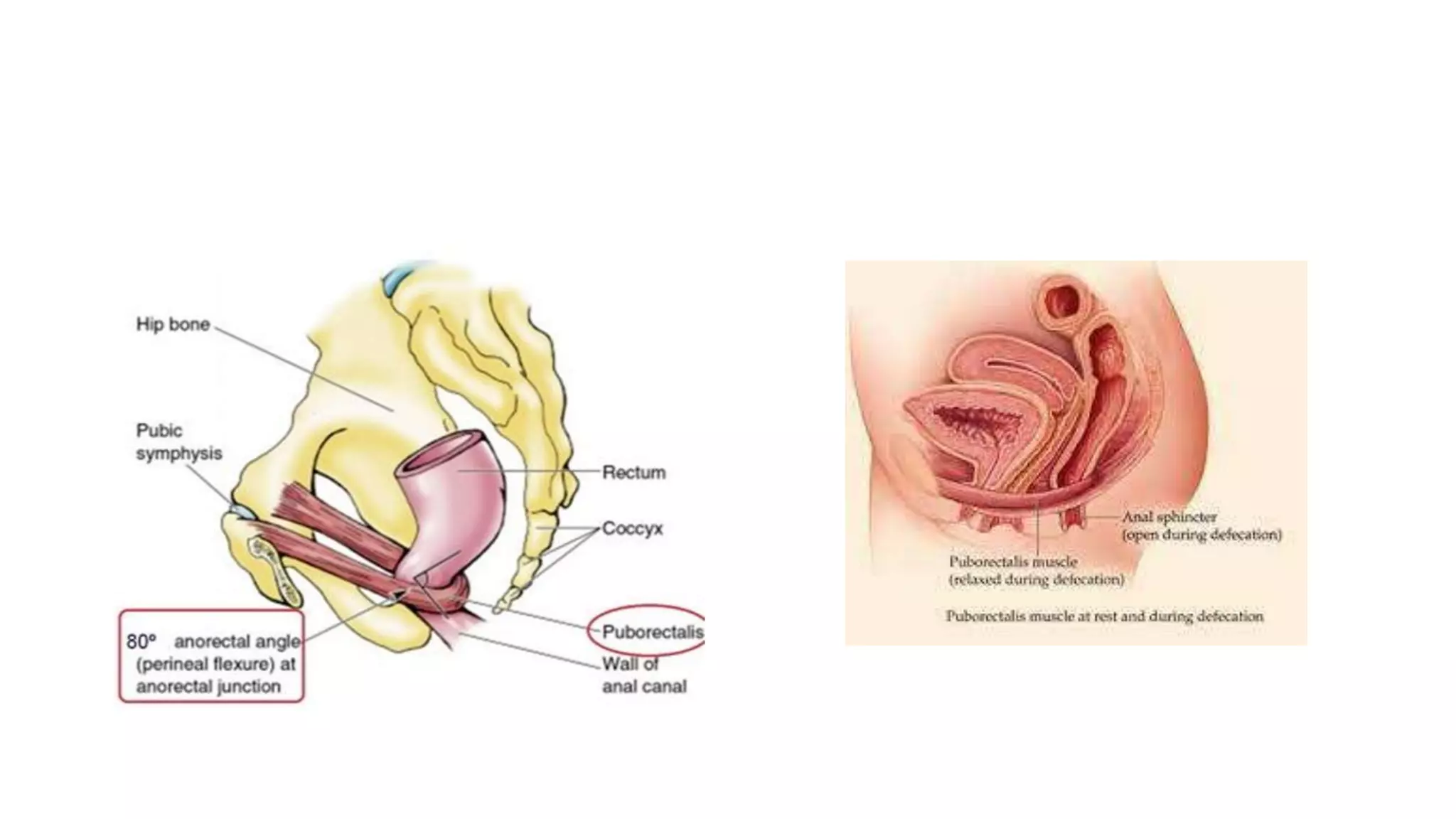 PELVIC FLOOR MUSCLES.pptx