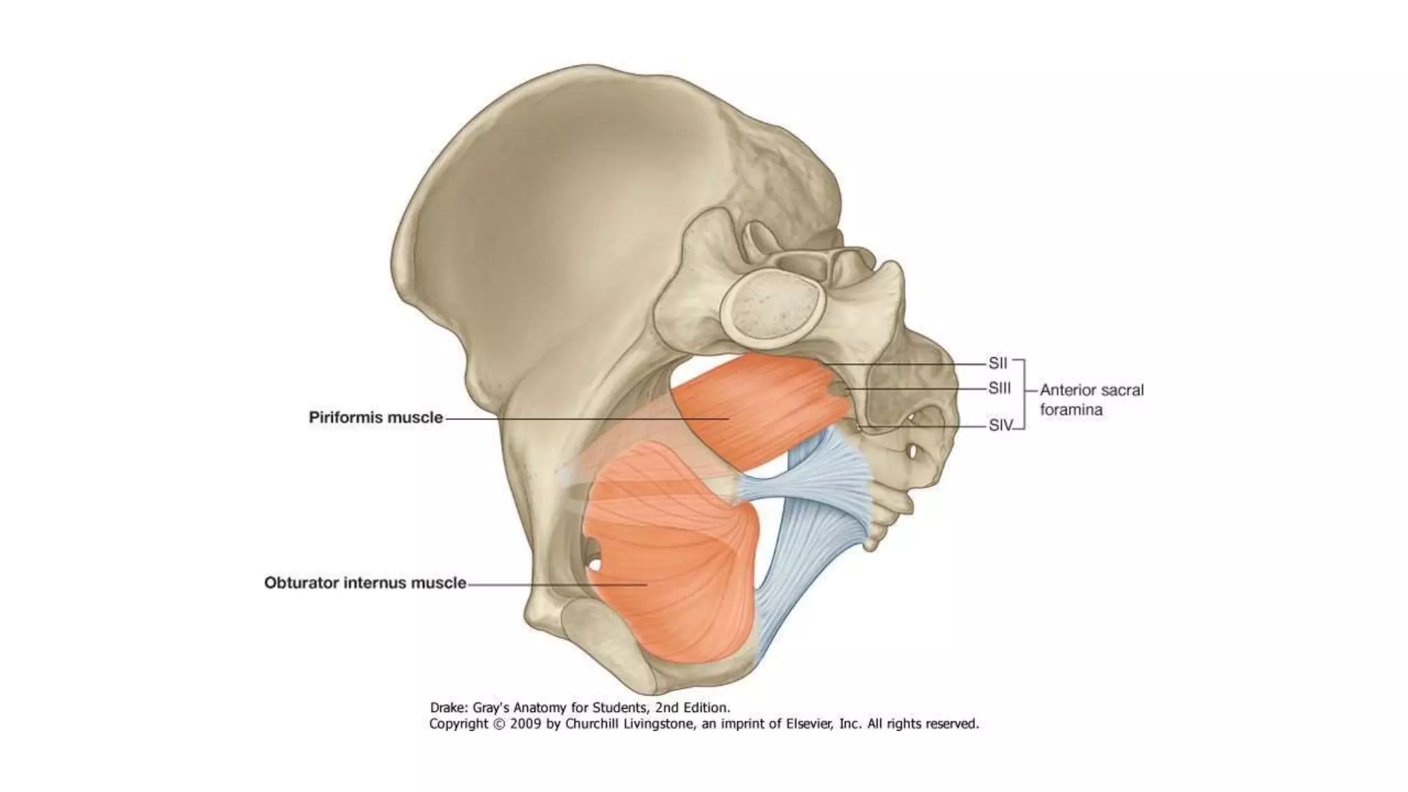 PELVIC FLOOR MUSCLES.pptx