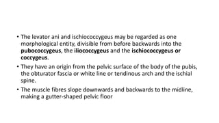PELVIC FLOOR MUSCLES.pptx