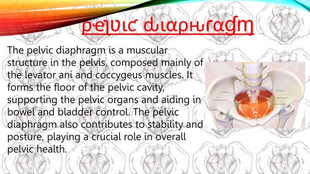 Pelvic Floor Seminar.pptx