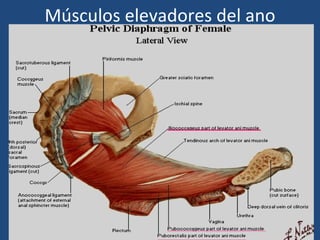 Pelvic Floors Surgeon Anatomy | PPT