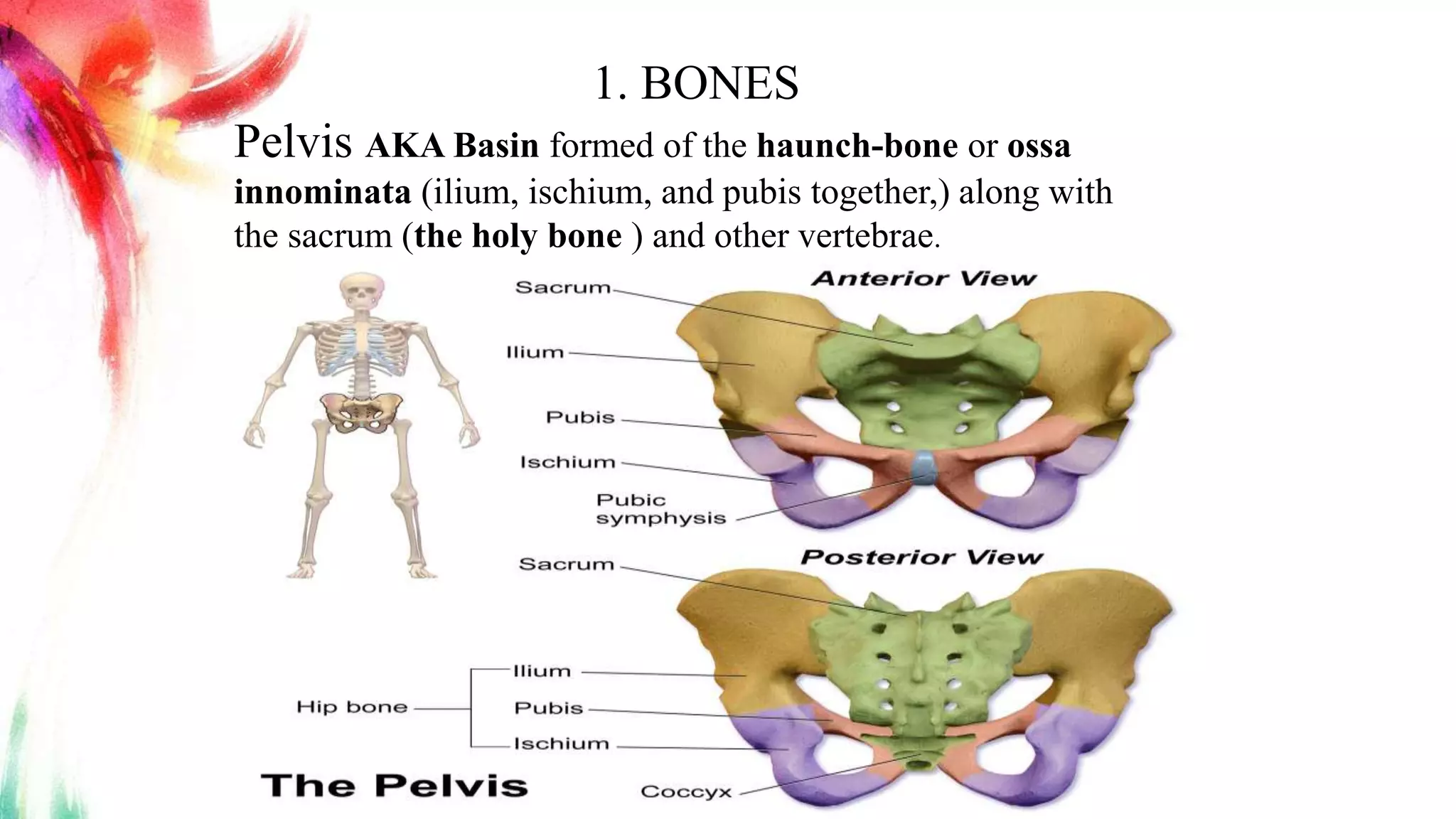 Pelvic Fracture | PPTX