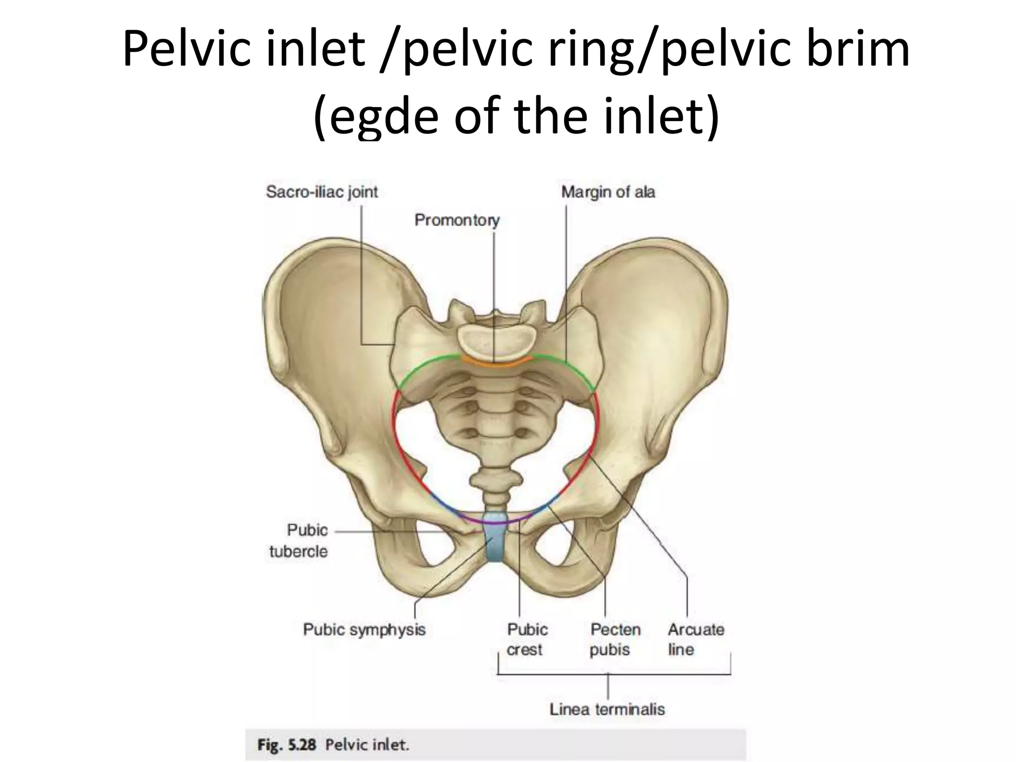 Pelvic fractures | PPTX