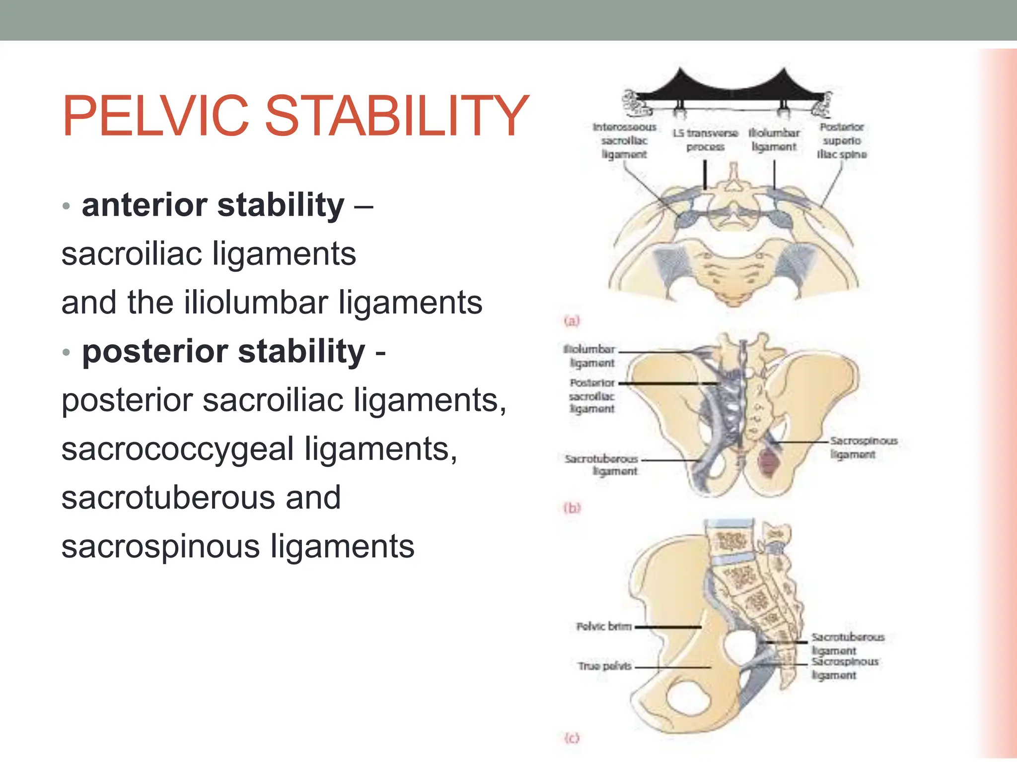 pelvic fractures.pptx