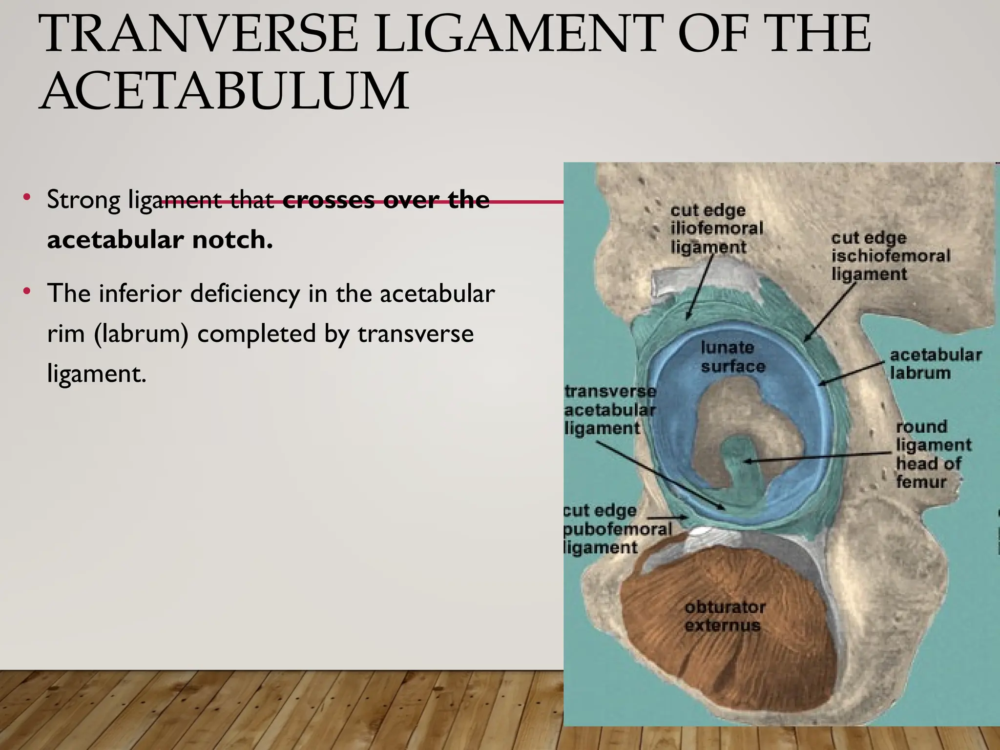 pelvic girdle and hip joints of lower limb | PPTX