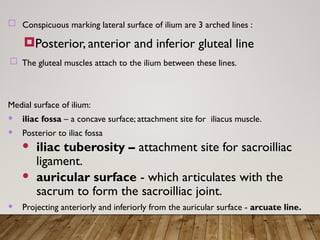 pelvic girdle and hip joints of lower limb | PPT