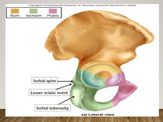 pelvic girdle and hip joints of lower limb | PPT