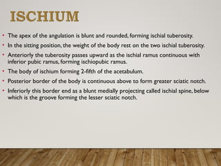 pelvic girdle and hip joints of lower limb | PPT