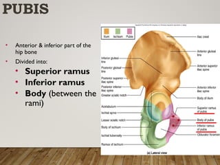 pelvic girdle and hip joints of lower limb | PPT