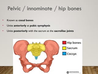 pelvic girdle and hip joints of lower limb | PPT