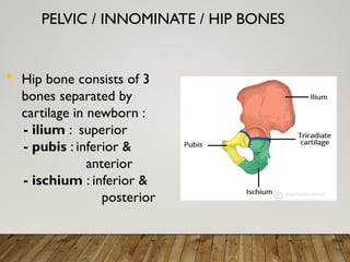pelvic girdle and hip joints of lower limb | PPT