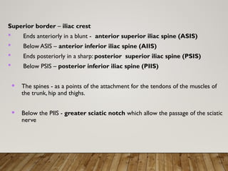 pelvic girdle and hip joints of lower limb | PPT