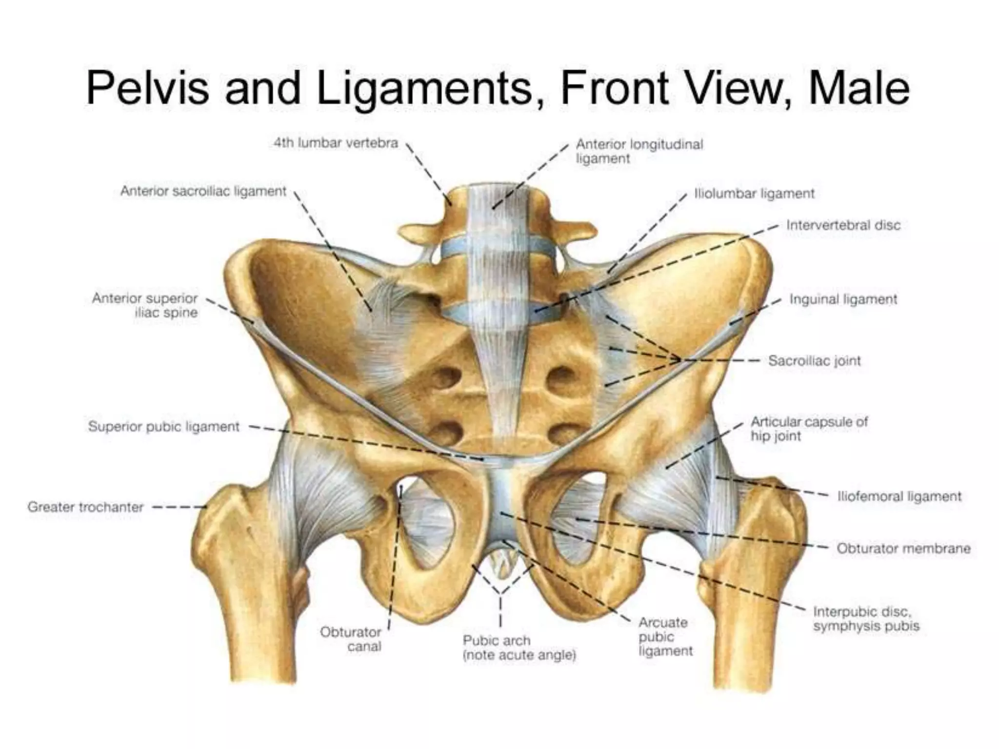 Pelvic, hip knee, Bones, Joints and Muscles | PPTX