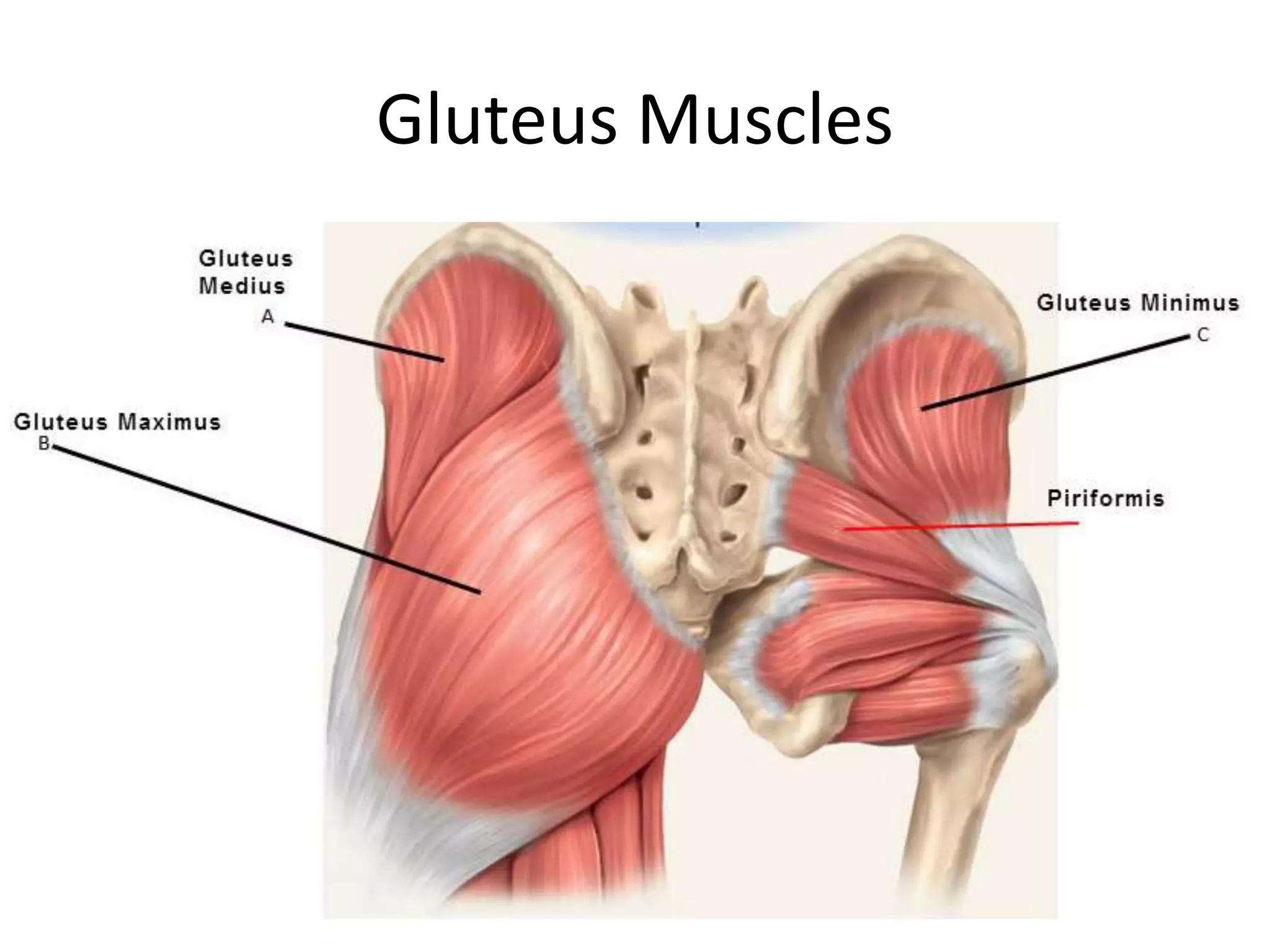 Pelvic, hip knee, Bones, Joints and Muscles | PPTX