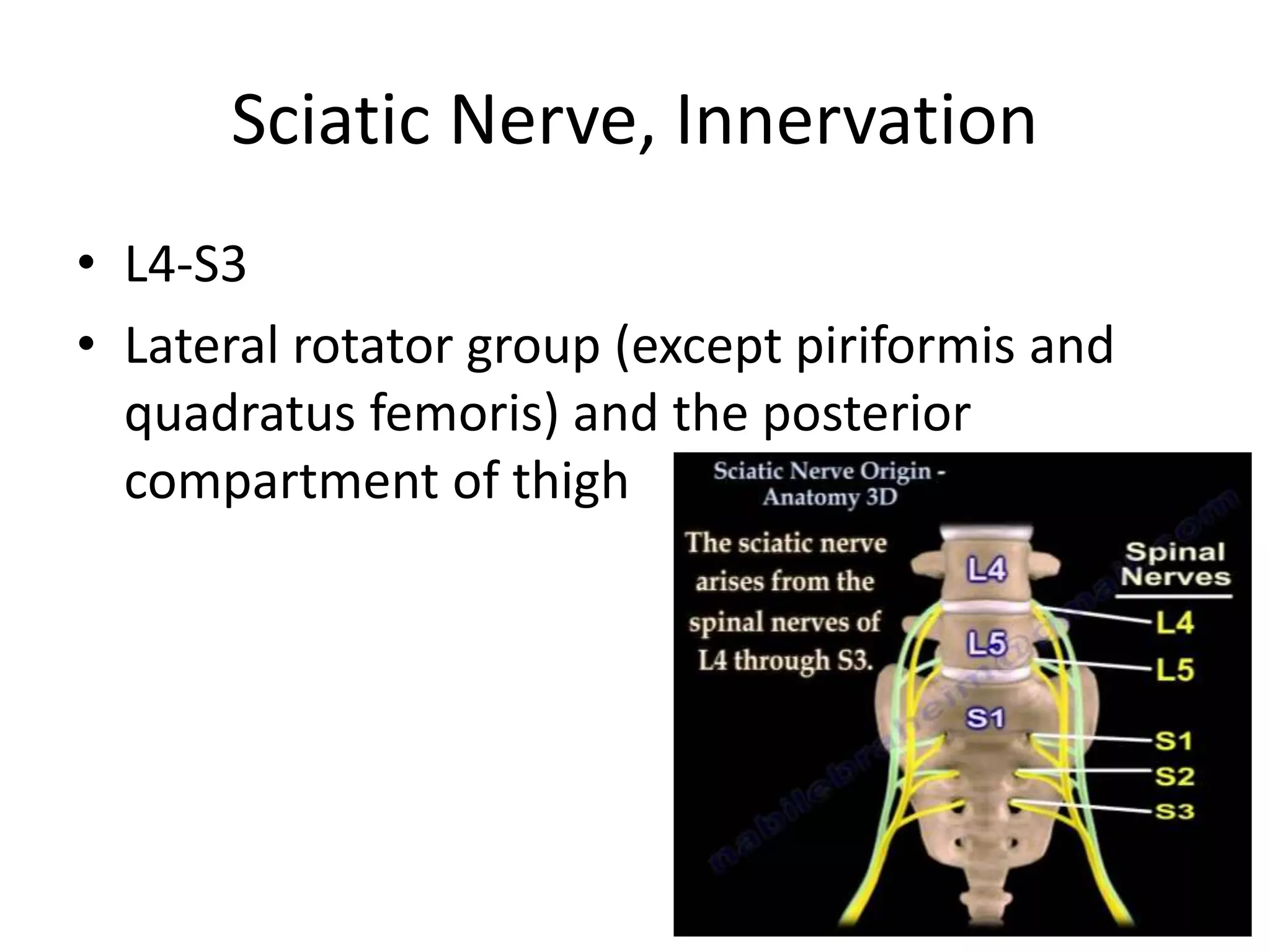 Pelvic, hip knee, Bones, Joints and Muscles | PPTX