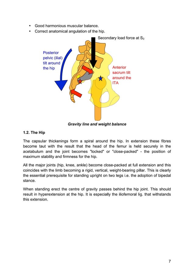 Pelvic, Hip and Core Stability | PDF