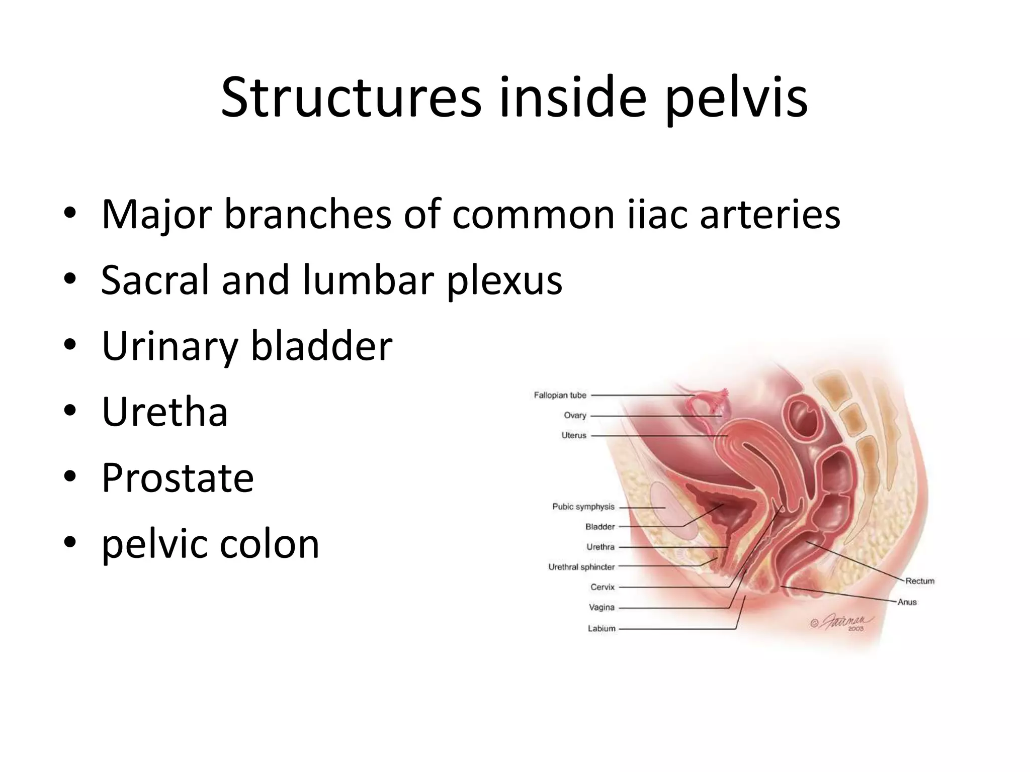 Pelvic injuries | PPTX