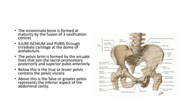 Pelvic injuries | PPTX