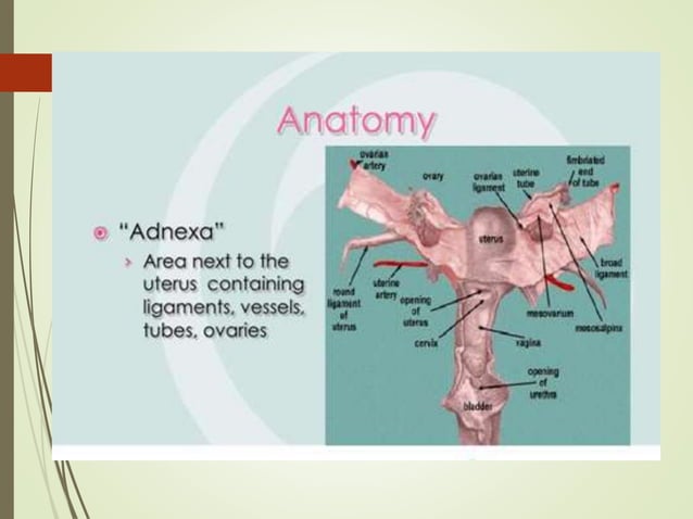 Pelvic mass panel discussion | PPTX