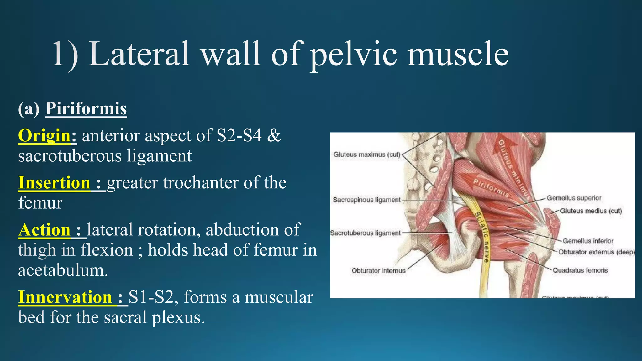 Pelvic Cavity Anatomy Slideshare