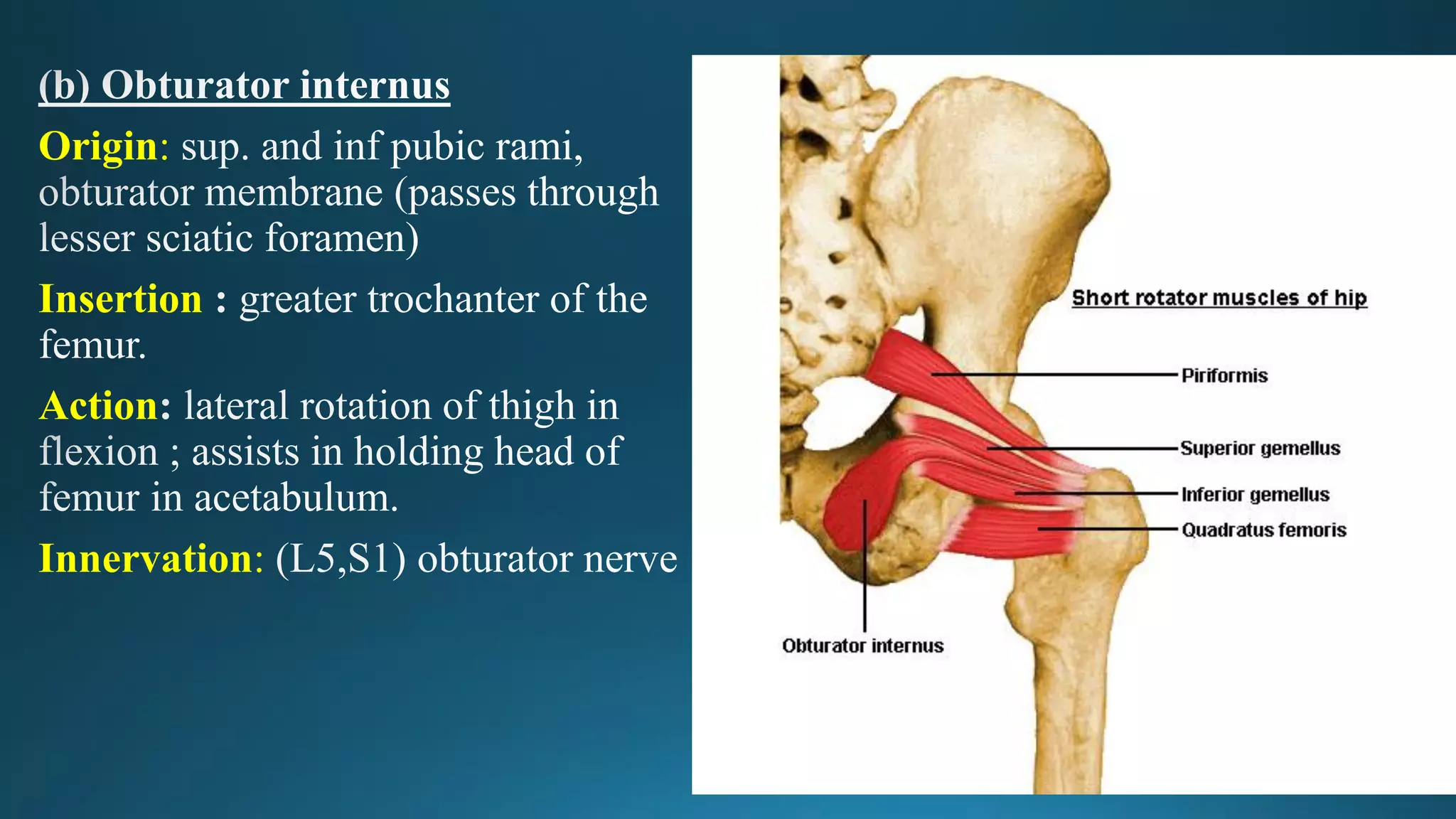 Pelvic muscles ppt | PDF
