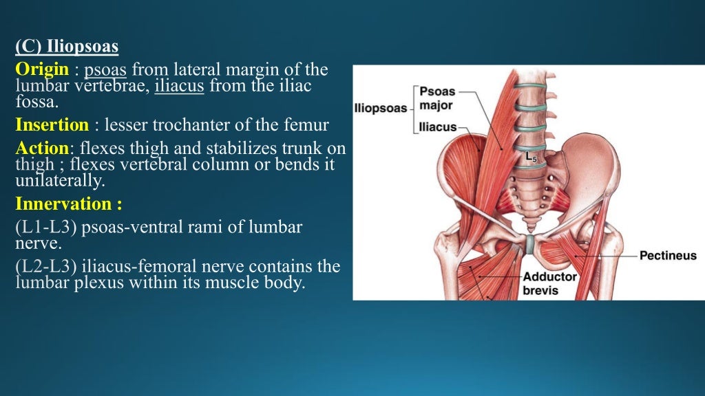 Pelvic muscles ppt
