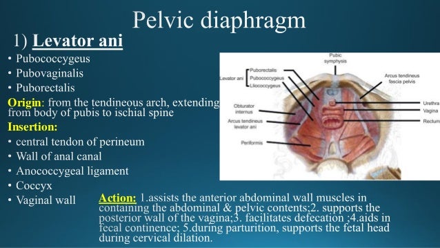 Pelvic muscles ppt
