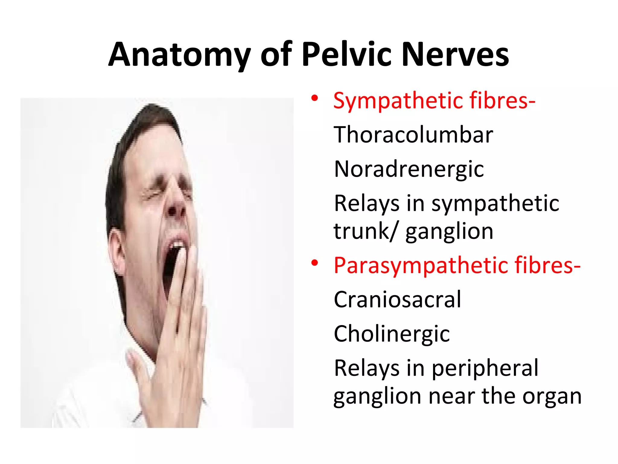 Surgical Anatomy of Pelvic nerves | PPT