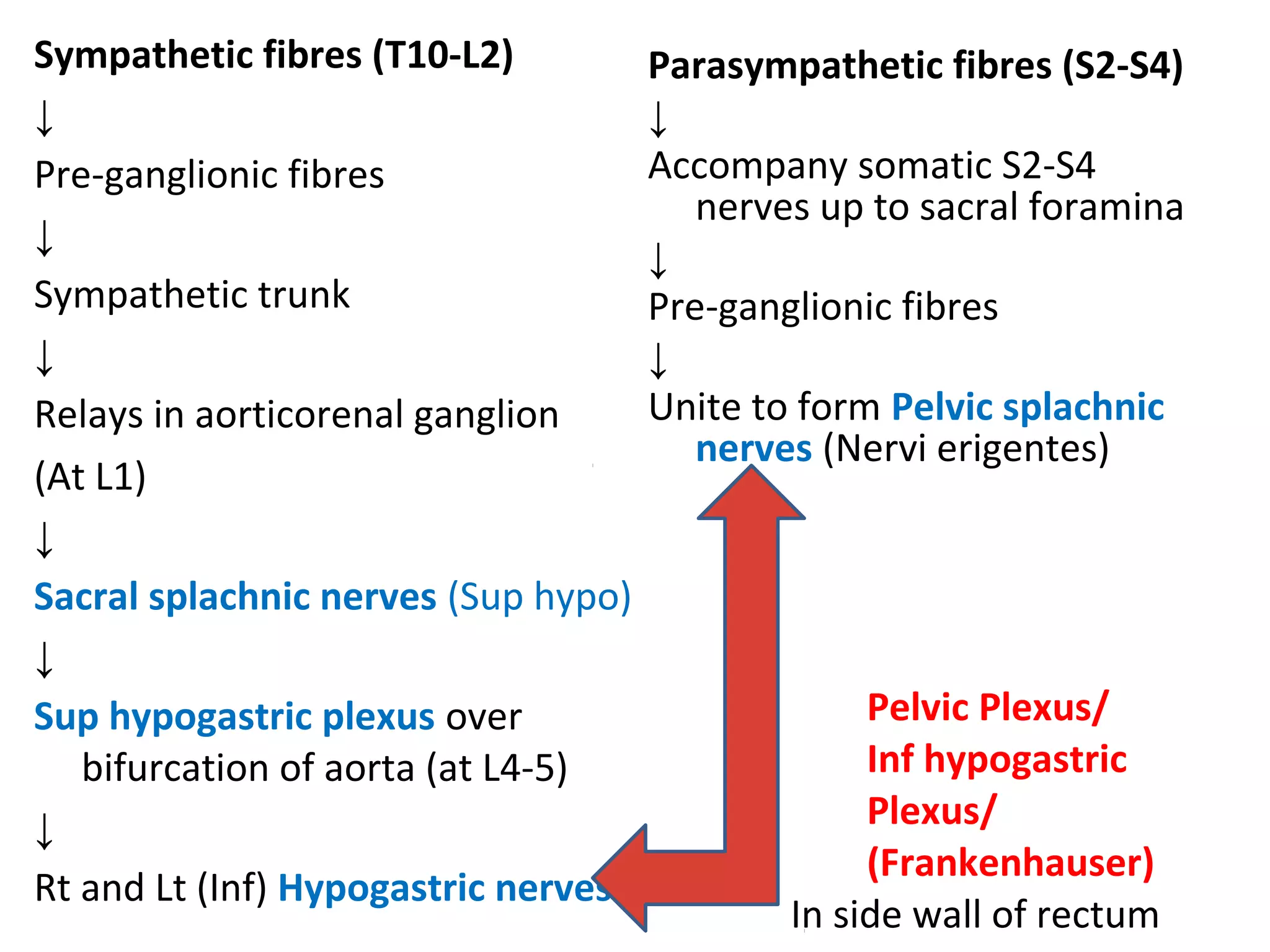 Surgical Anatomy of Pelvic nerves | PPT