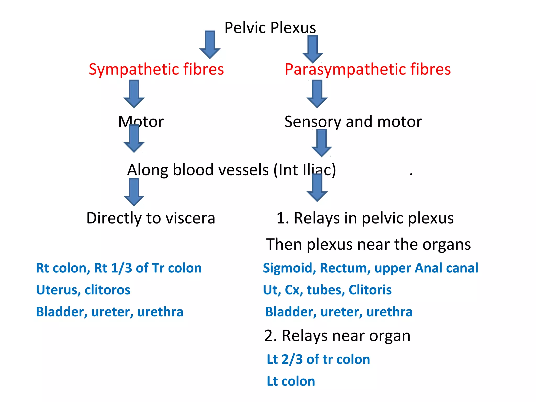 Surgical Anatomy of Pelvic nerves | PPT