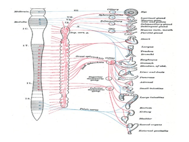 Pelvic Nerve