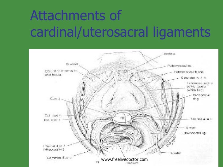 Cardinal Ligament Uterus Anatomy Diagram A, Derivatives Of The...