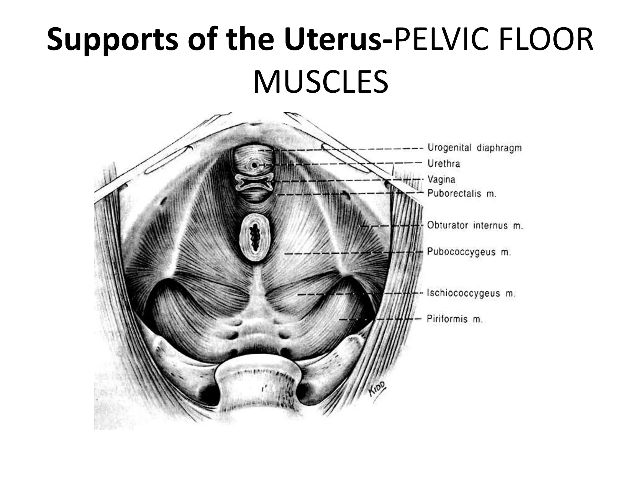 Pelvic Organ Prolapse Ppt