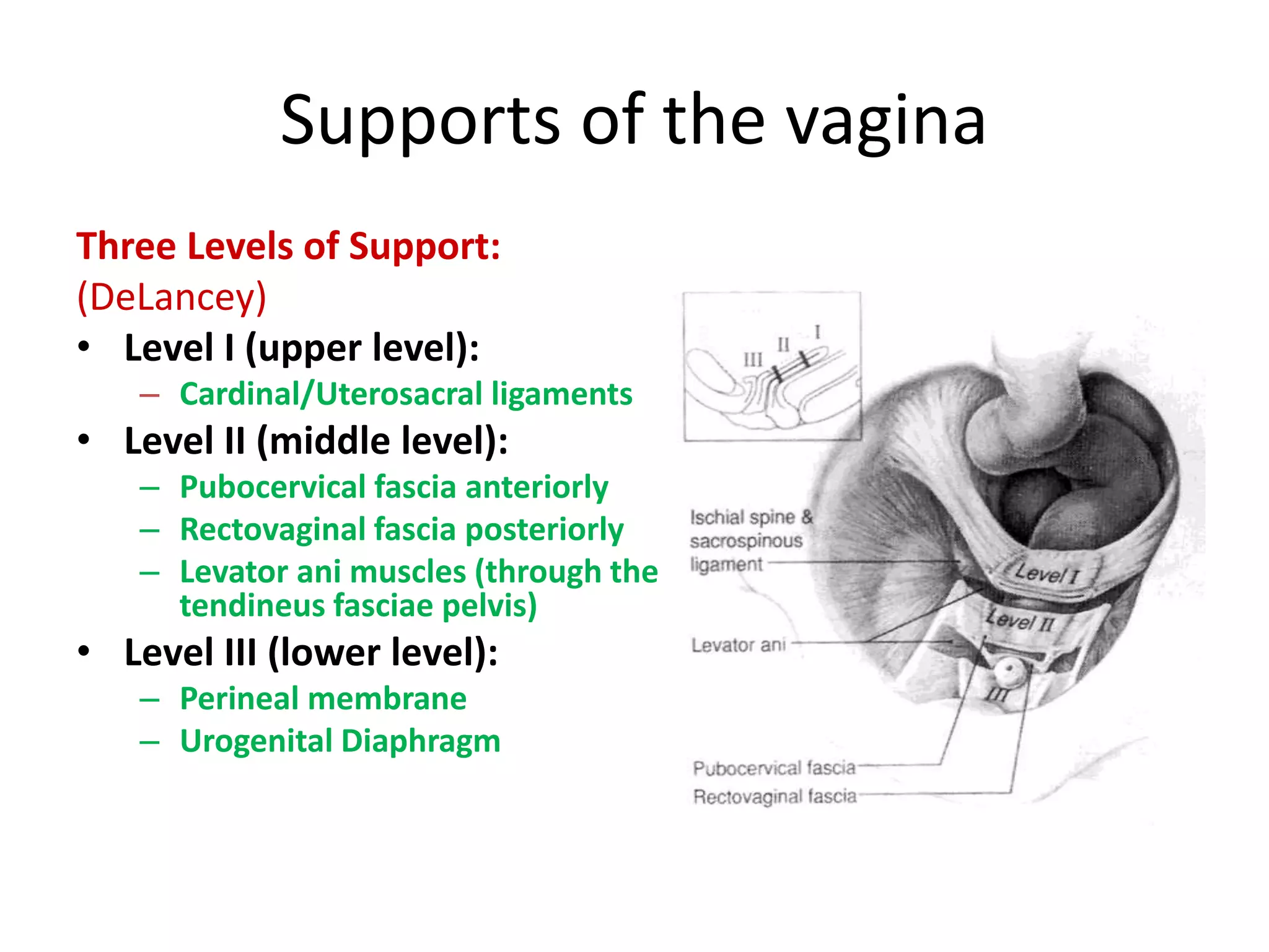 Pelvic organ prolapse | PPTX