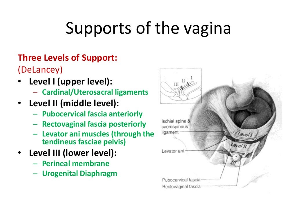 Pelvic Organ Prolapse