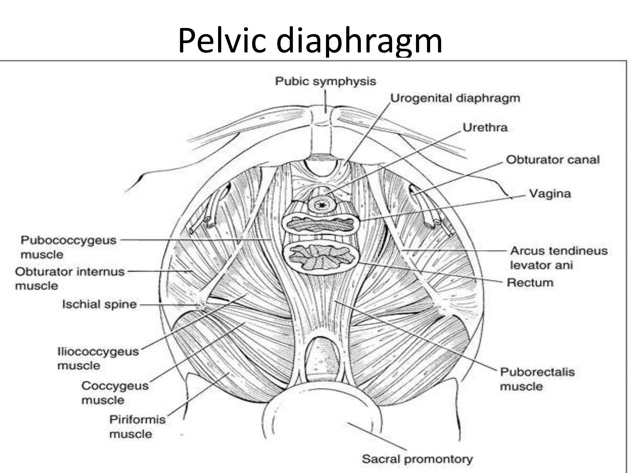 Pelvic Organ Prolapse Ppt