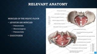 Pelvic organ prolapse in womens health physiotherapy | PPTX