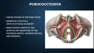 Pelvic organ prolapse in womens health physiotherapy | PPTX
