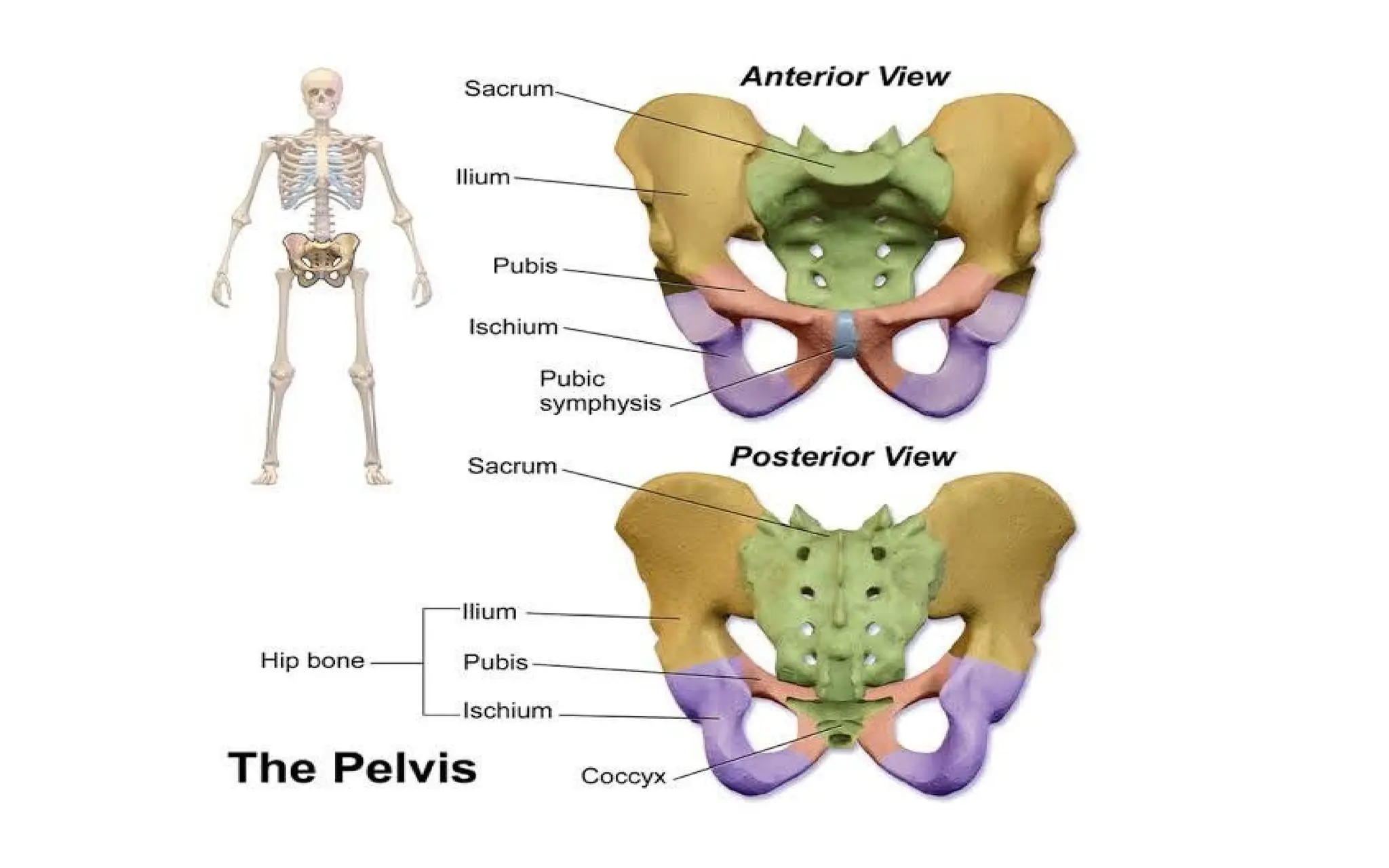 PELVIC LYMPH NODES TARGET DELINEATION Dr Syed Aman.pptx