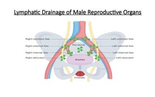 PELVIC LYMPH NODES TARGET DELINEATION Dr Syed Aman.pptx