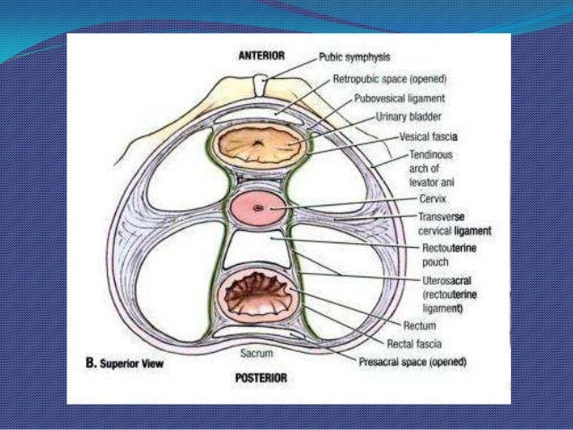 Surgical Anatomy (Pelvic Organ Prolapse)