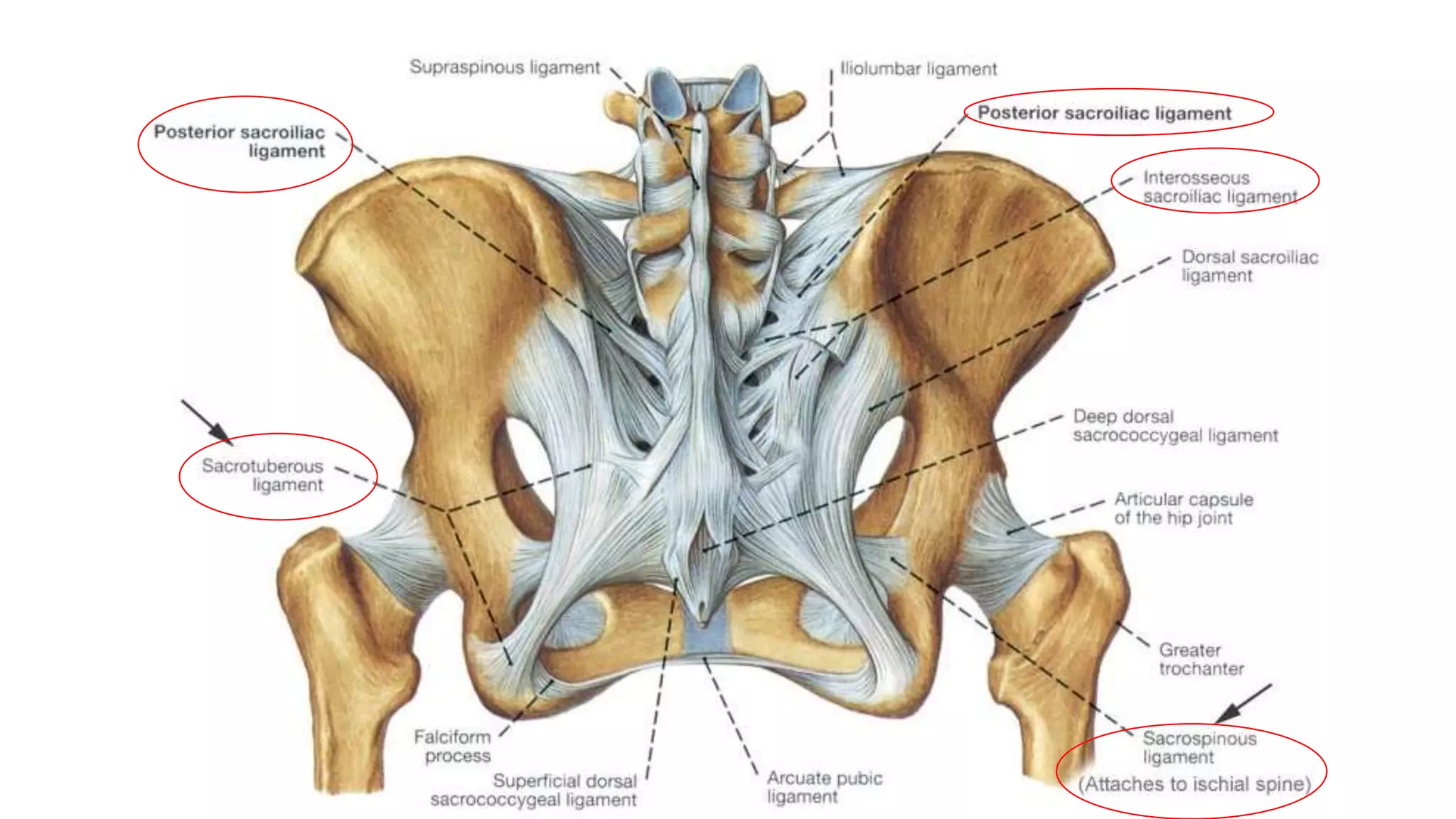 PELVIC RING FRACTURES | PPTX
