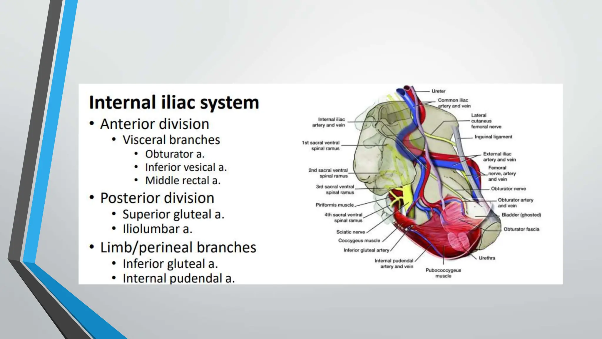 PELVIC RING FRACTURES AND CLASSIFICATIONS.pptx
