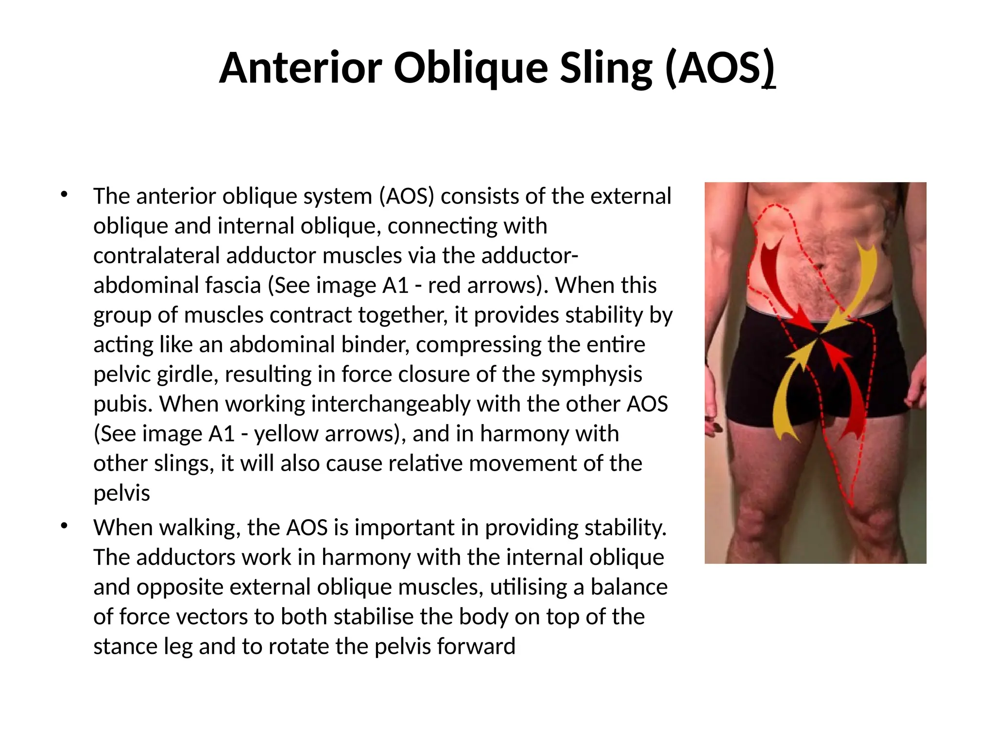 pelvic sling muscles anatomy for normal individuals.pptx